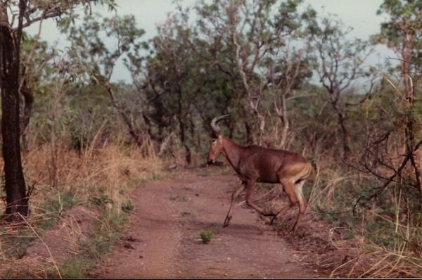 Le parc de la Bénoué - Vents de vie