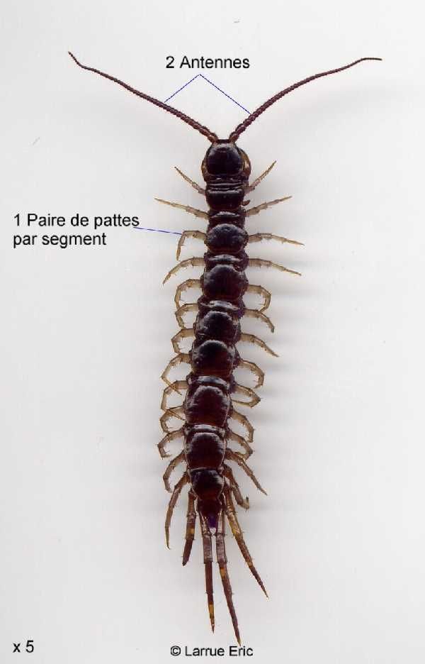 Références - Les arthropodes