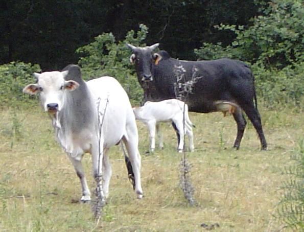 Le ZEBU NOUVEAU est arrivé aux VALLONS de MARENNES - BIENVENUE A LA ...