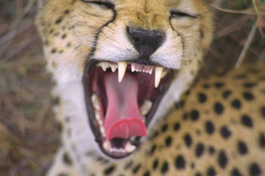 Album - le guepard - darjeeling