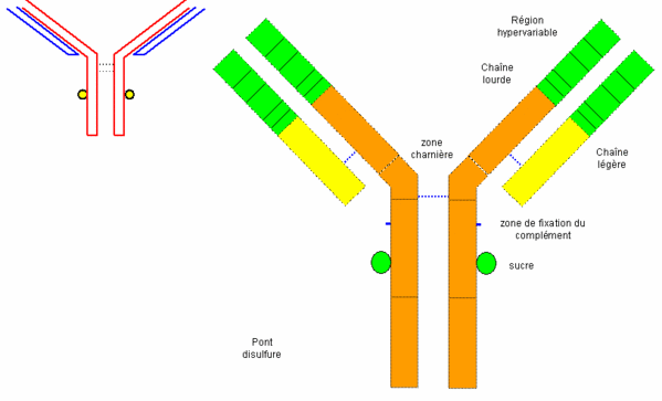 schéma d'un anticorps - le blog bionacer par : NACER