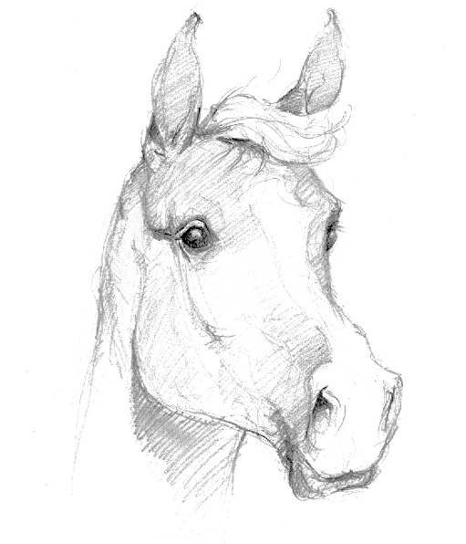 Dessin de cheval - Art passion : dessins, illustrations et écriture