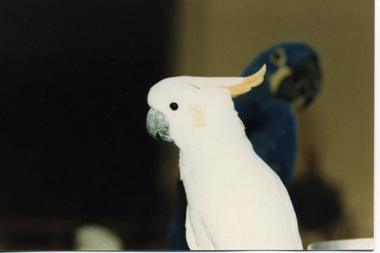 Les Cacatoes - zoohouse