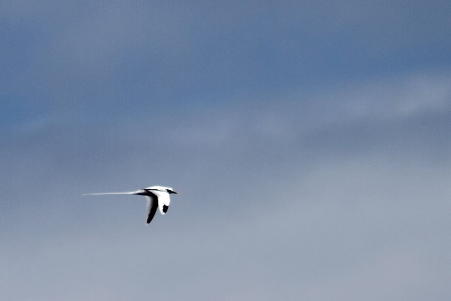 album-Paille-en-queue - Océan Indien, les Mascareignes, La Réunion lé là...