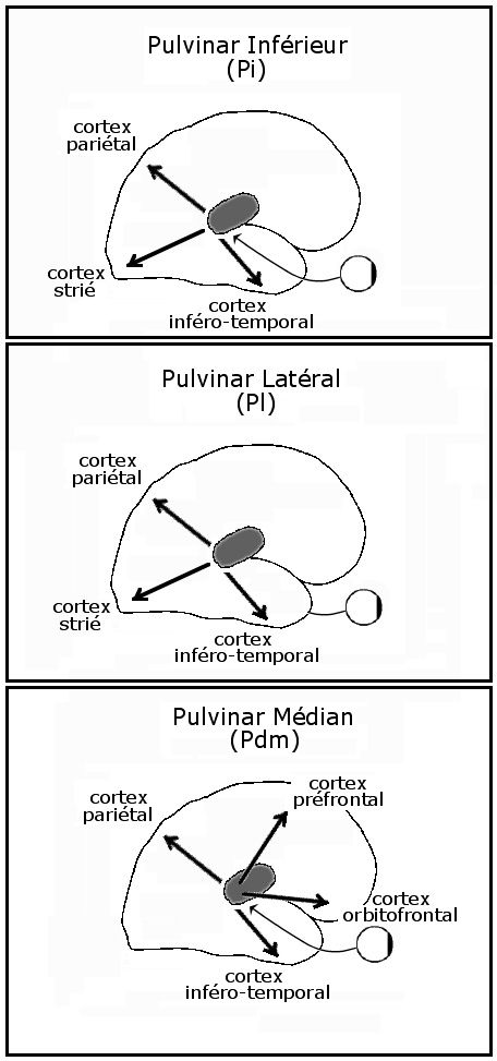 Pulvinar & Attention - I. Prérequis - Neuropsychologie Cognitive