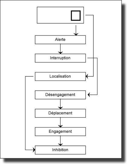 Le Modèle "Master Activation Map" (MAM) de l'attention - Théorie ...