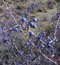 Le Patxaran, formule magique - sangria basque bipero la recette des ...