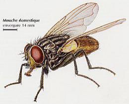 Les mouches peuvent être divisées en deux groupes