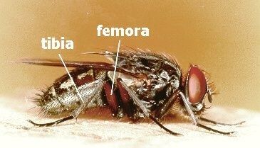 Les mouches peuvent être divisées en deux groupes