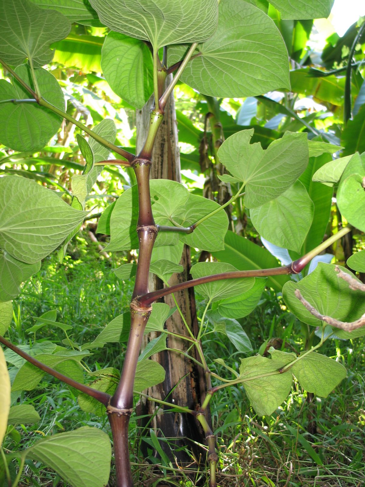 Kava Botany - Kava varieties of Tahiti | Kava Forums