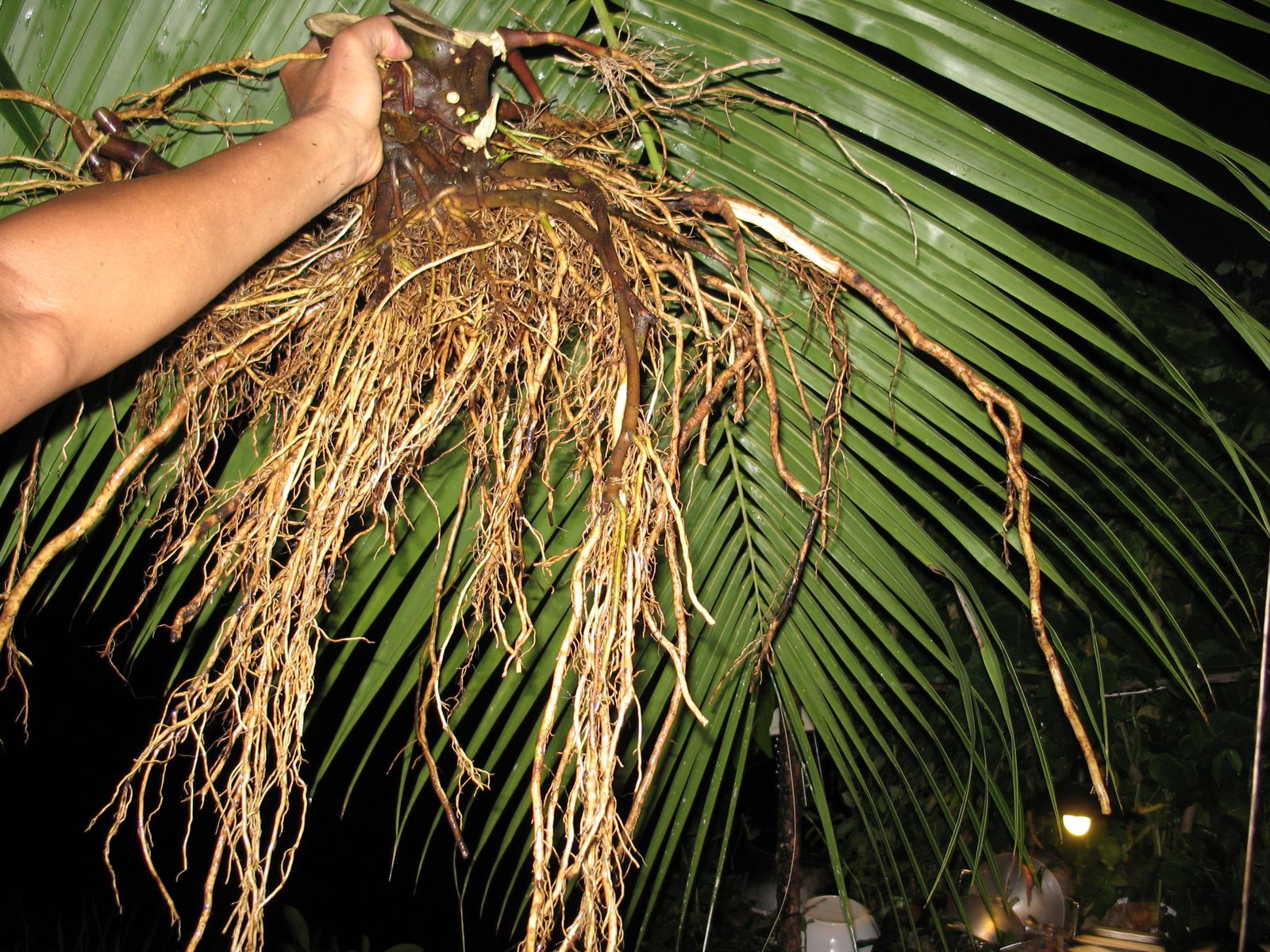 Kava Botany - Kava varieties of Tahiti | Kava Forums