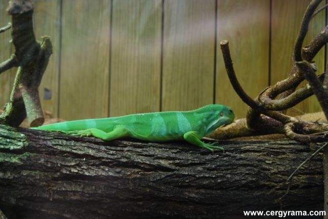 Le zoo de Beauval : les poissons et reptiles (3)