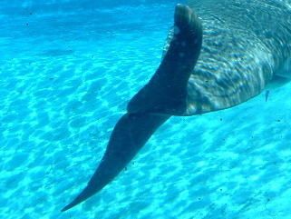 nageoire caudale - le blog des mammifères marins