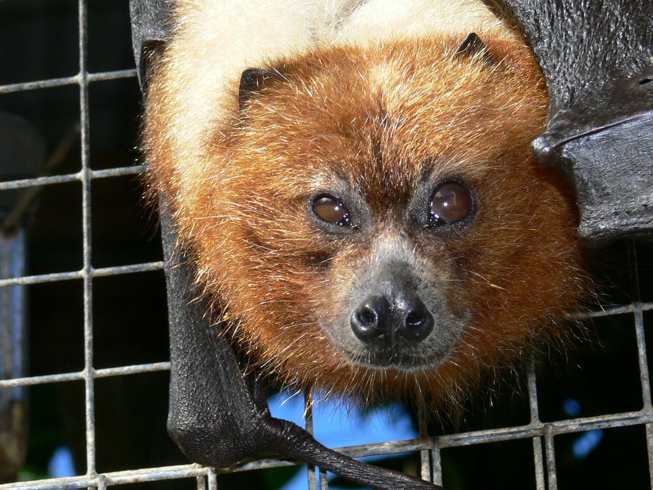 La roussette rousse - La Nouvelle Calédonie