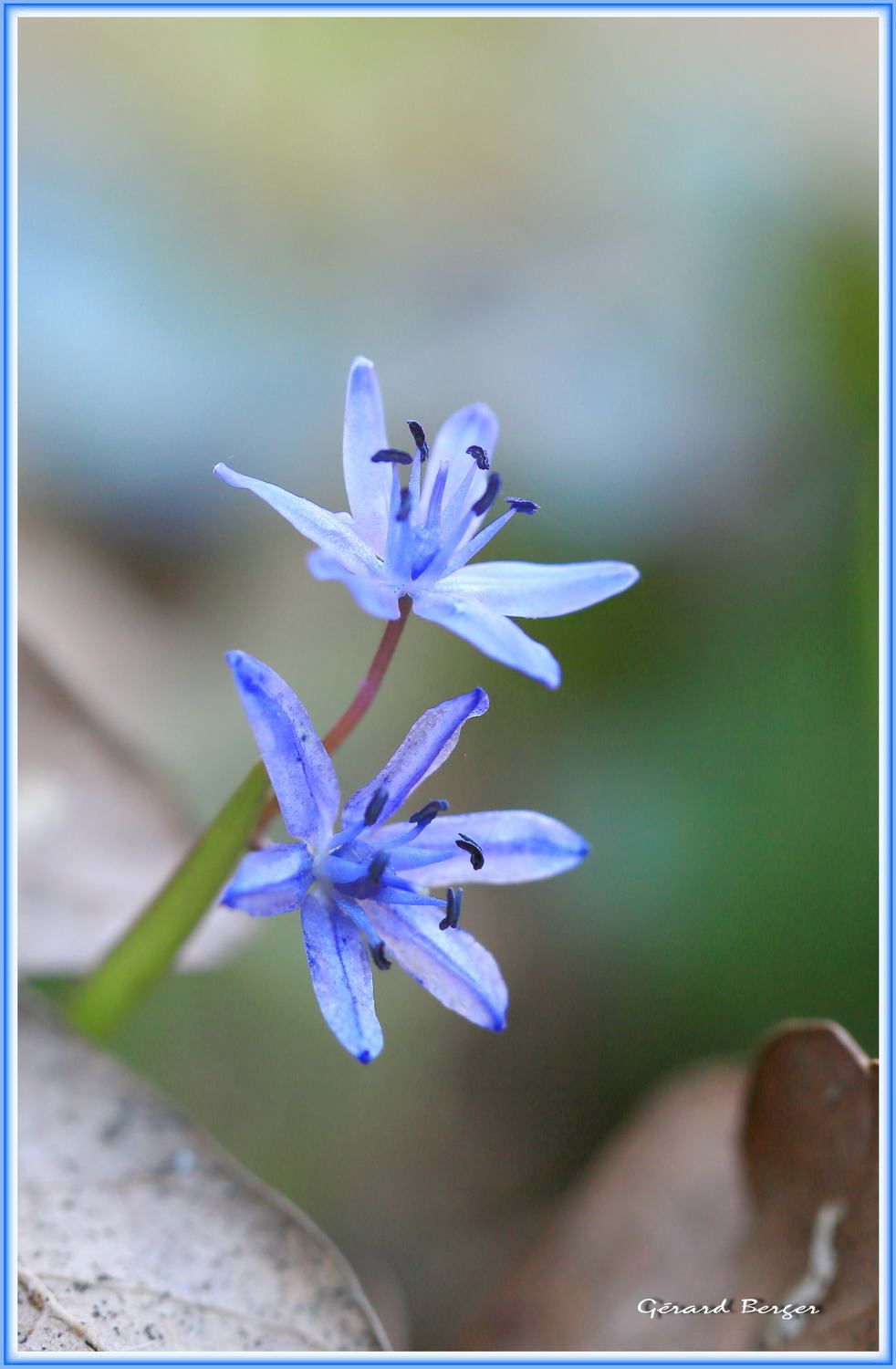 La scille du printemps - visions