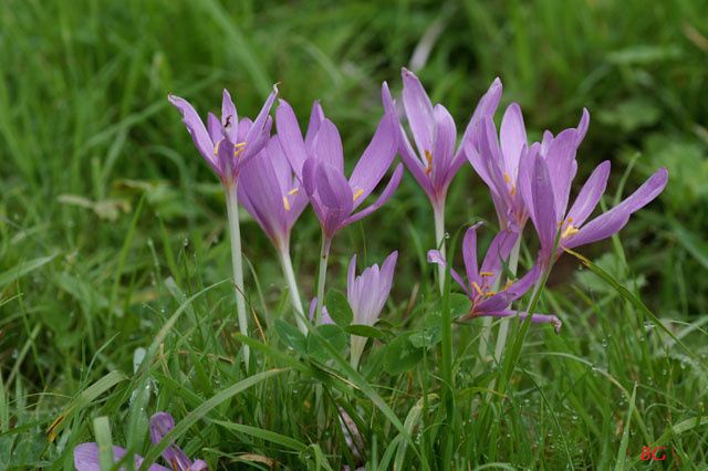Colchiques dans les prés - visions