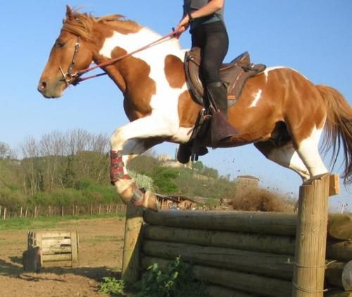 Cheval pluridisciplinaire - le blog saucisses-frites