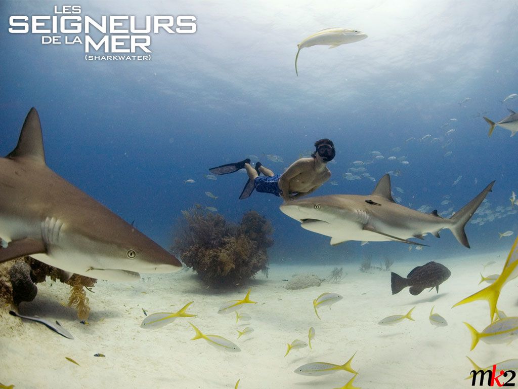 Documentaire: Sharkwater - les seigneurs de la mer - Requins en danger ...