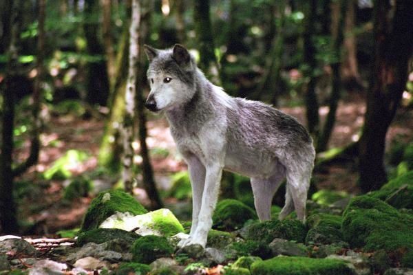 Maison Des Loups Orlu | Ventana Blog