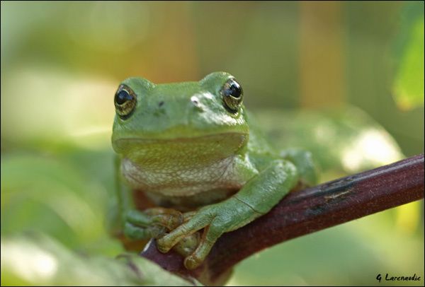 rainette verte de 3cm - IMAGES NATURE