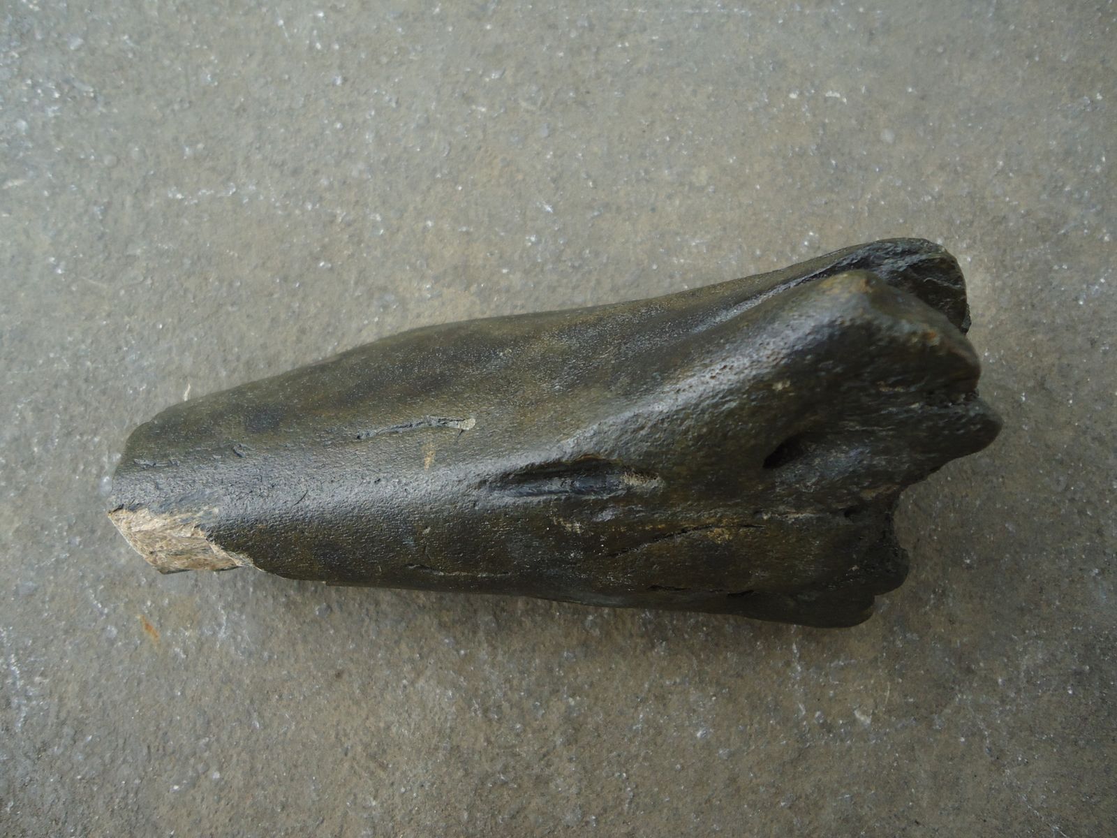 Ossement néogène d'Anvers à déterminer - Le Vieux Fossile (PALEOMANIA)