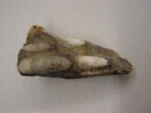 Chimère fossile de Belgique - Le Vieux Fossile (PALEOMANIA)