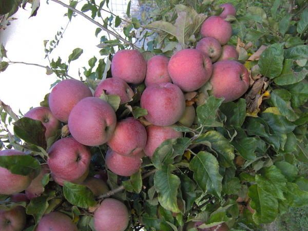 Septembre, le temps des pommes - Histoire du Gîte