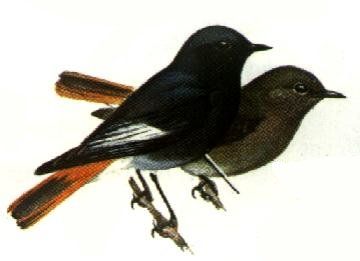 Les rouges-queues - Jardin.Passion