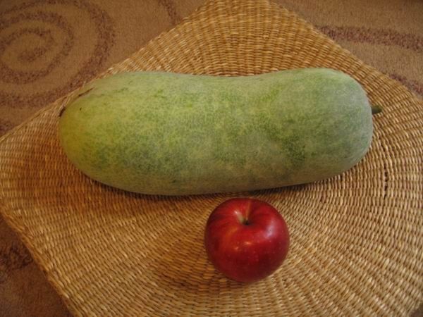 la courge cireuse - 冬瓜 - Nagoya en français