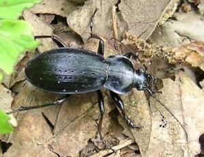 [Carabus (Morphocarabus) monilis] Carabe - Le Monde des insectes