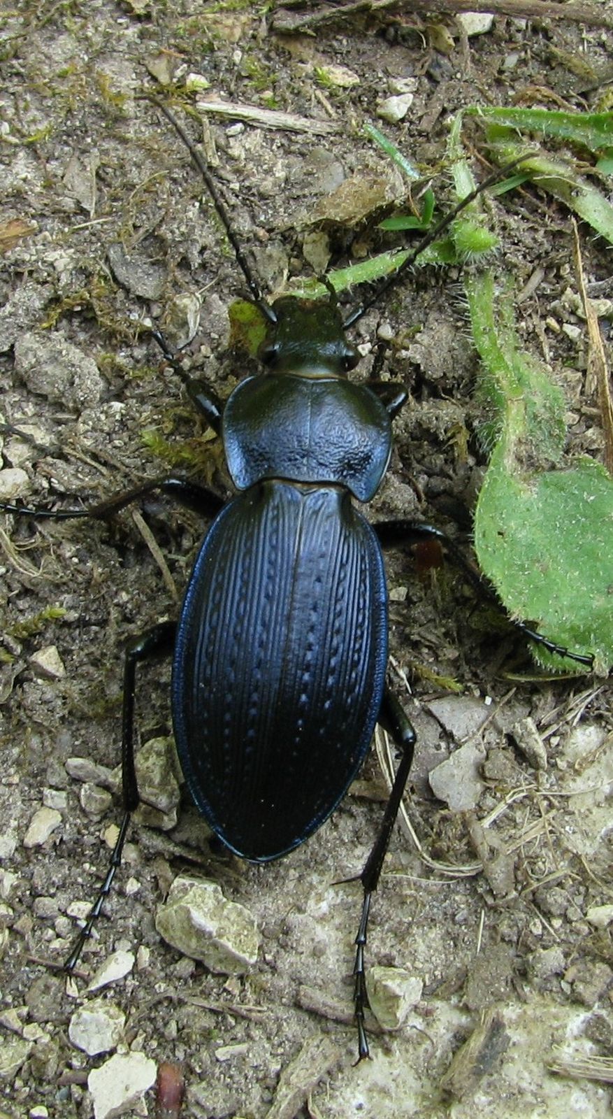 [Carabus (Morphocarabus) monilis] Carabus granulatus? - Le Monde des ...