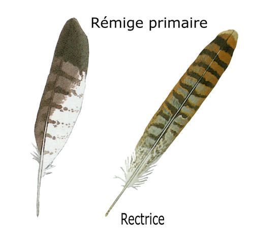 Histoire de plumes - partie 2 - Rapaces de Midi-Pyrénées