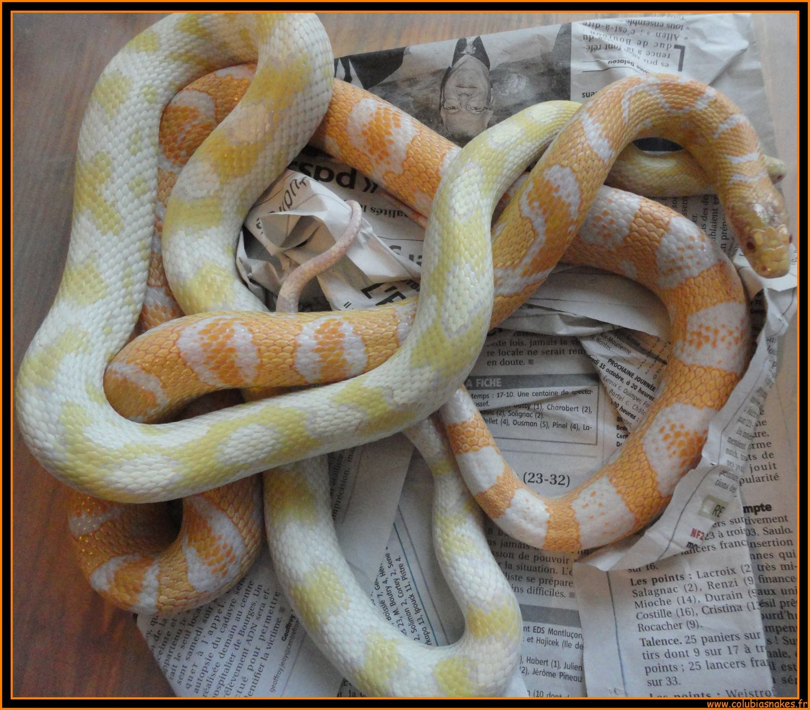 La saison "2011" - COLUBIASNAKES