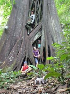 le tronc d'un ficus étrangleur - le blog mon-aventure-en-guyane
