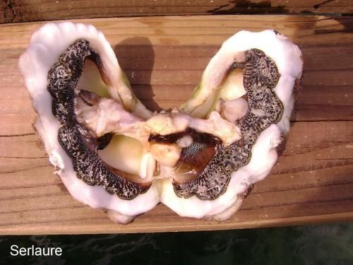 Le Bénitier - SerLaure fenua