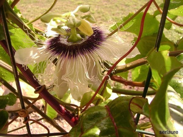 Fruit de la passion,Maracuja,Passiflore ou grenadine - SerLaure fenua