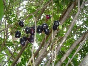 jamblon - le blog fruits-et-legumes-de-la-reunion