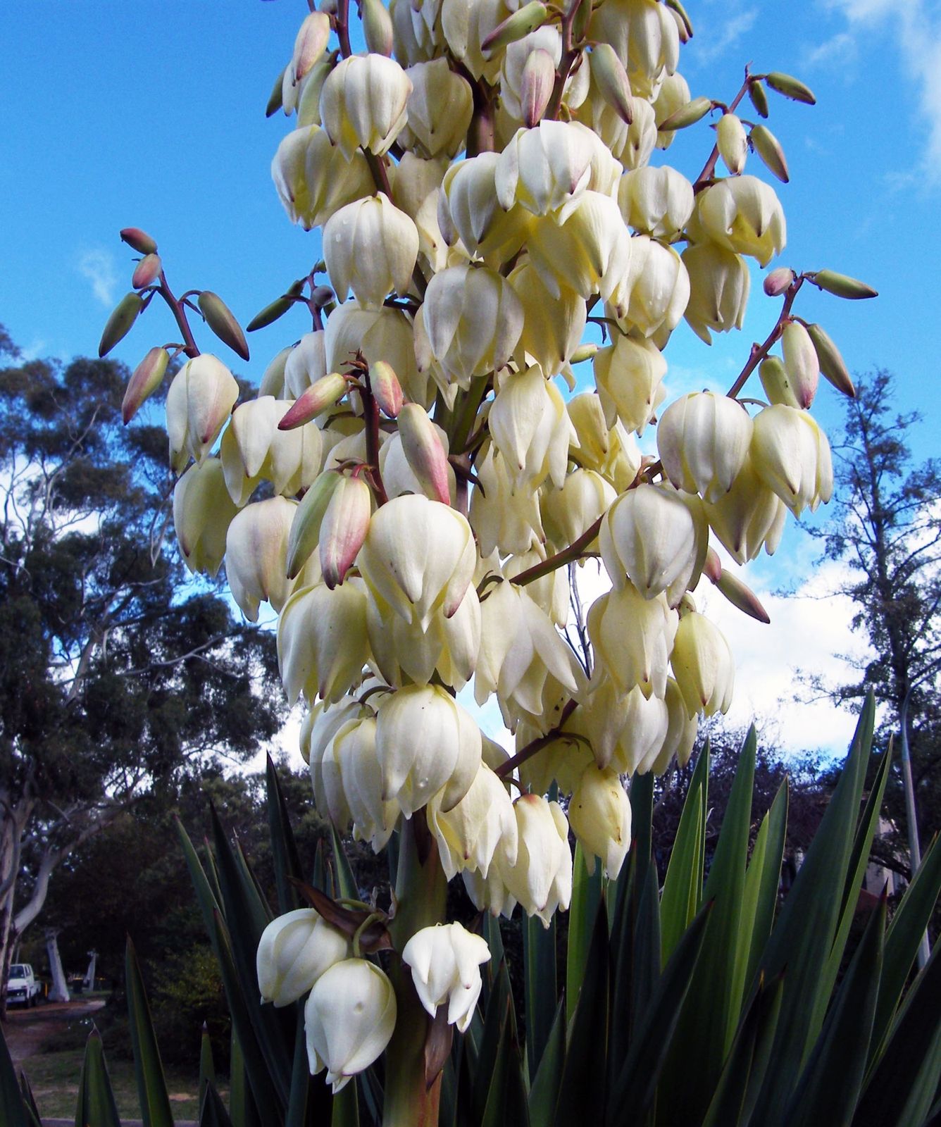 flore australienne - le blog monique-downunder par : Michel