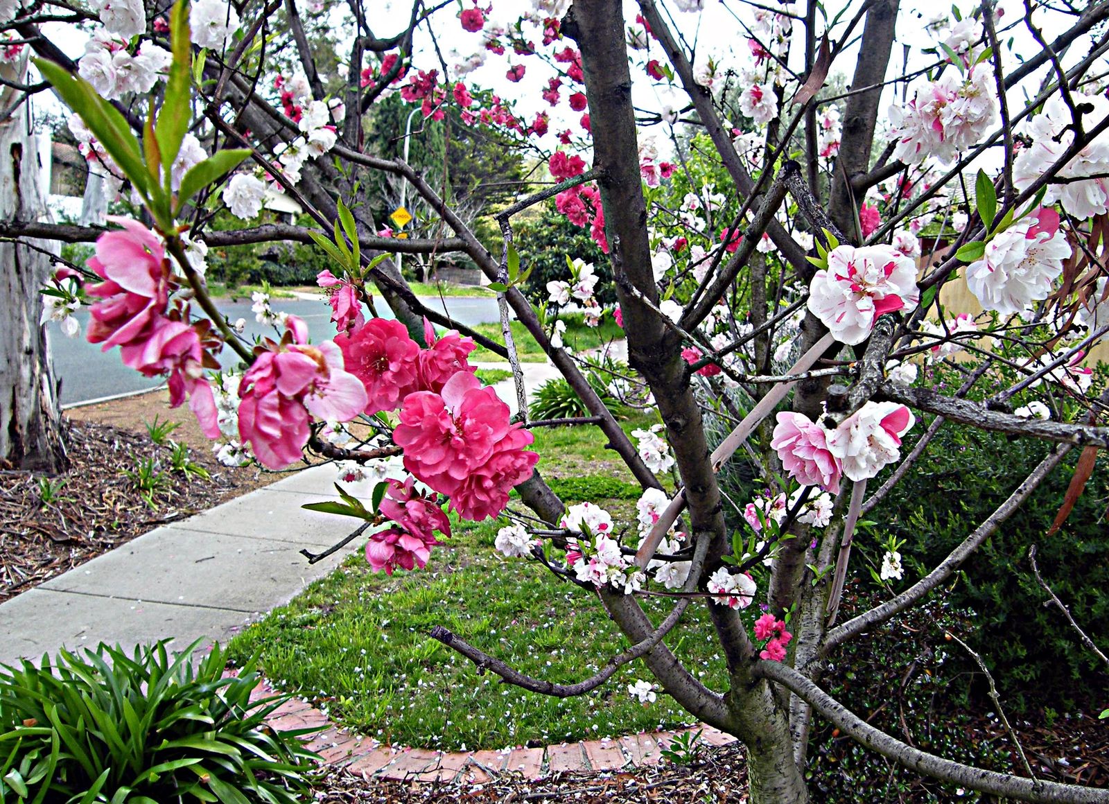 flore australienne - le blog monique-downunder par : Michel