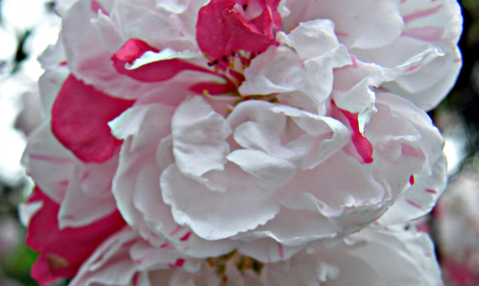 flore australienne - le blog monique-downunder par : Michel