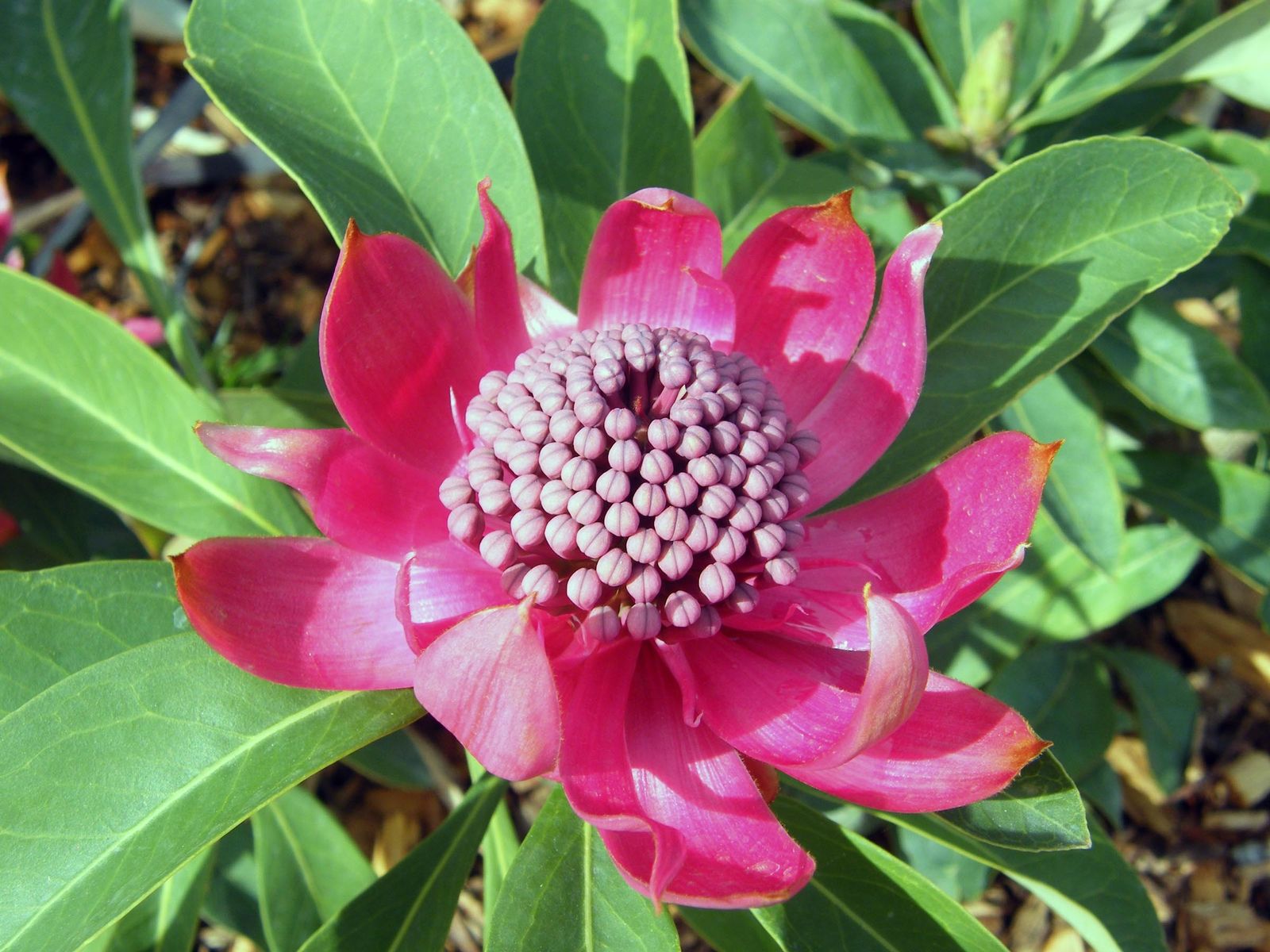 flore australienne - le blog monique-downunder par : Michel