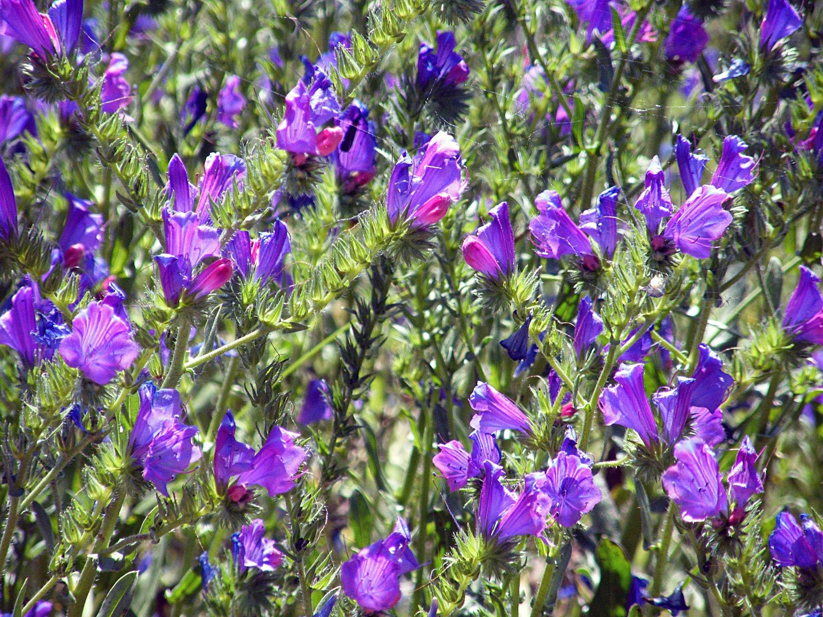 flore australienne - le blog monique-downunder par : Michel