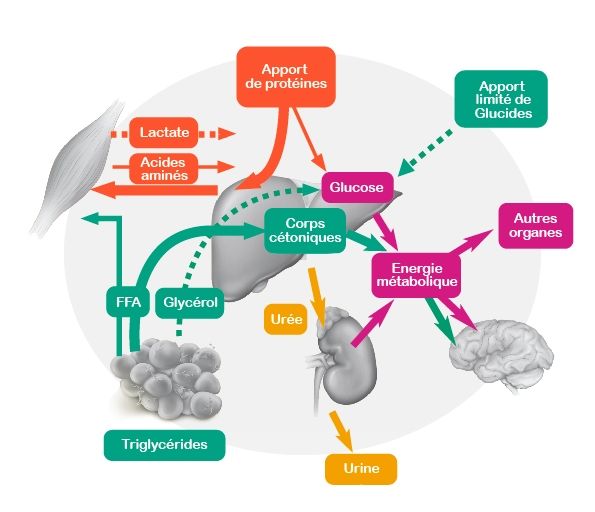 Cétose, késako ? - Mamanpat