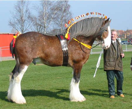 Le Shire - CE de St Laurent Médoc