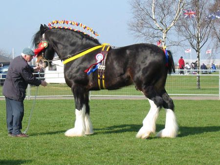 Le Shire - CE de St Laurent Médoc