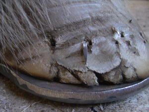 Ferrage d'un cheval de trait cagneux (fer forgé) - SOS. Marechal ...