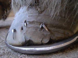 Ferrage d'un cheval de trait cagneux (fer forgé) - SOS. Marechal ...