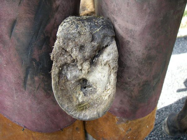 Ferrage à la Napoléon pour Cosette - SOS. Marechal-ferrant dans la ...