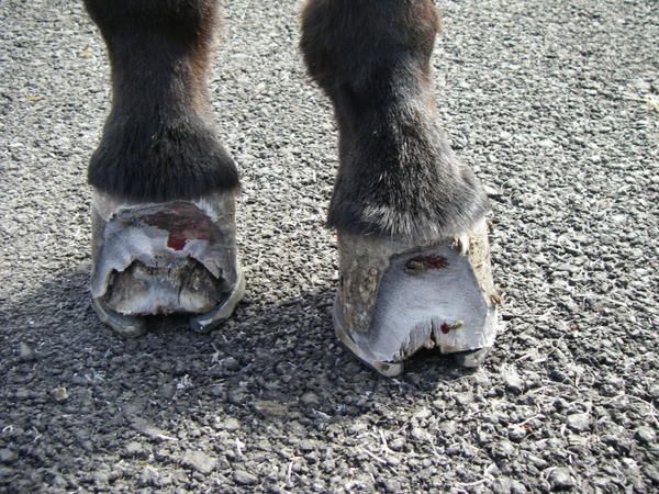 Ferrage à la Napoléon pour Cosette - SOS. Marechal-ferrant dans la ...