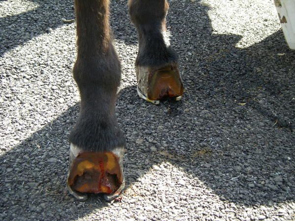 Ferrage à la Napoléon pour Cosette - SOS. Marechal-ferrant dans la ...